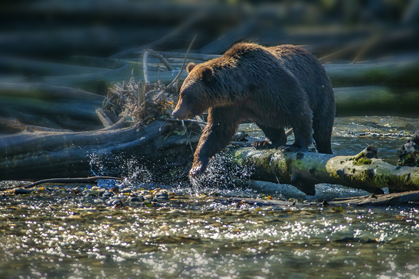 220918_B5_Chasing-Salmon_Garry-Cotter - North Shore Photographic Society