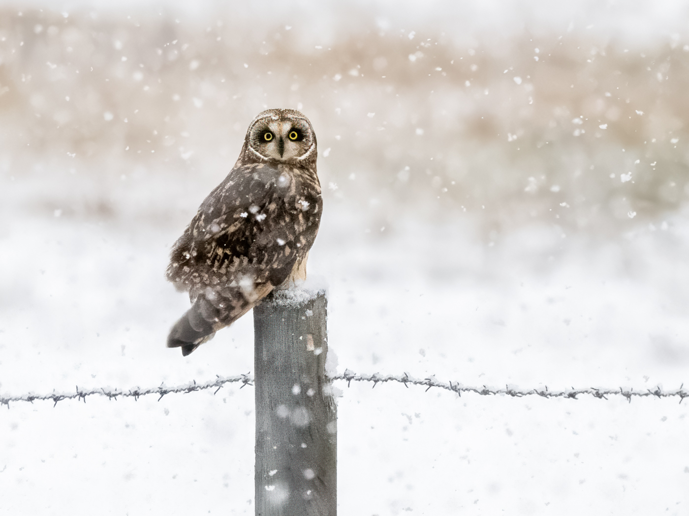 Robyn Cowan - Owl Eyes in Snow Storm - North Shore Photographic Society