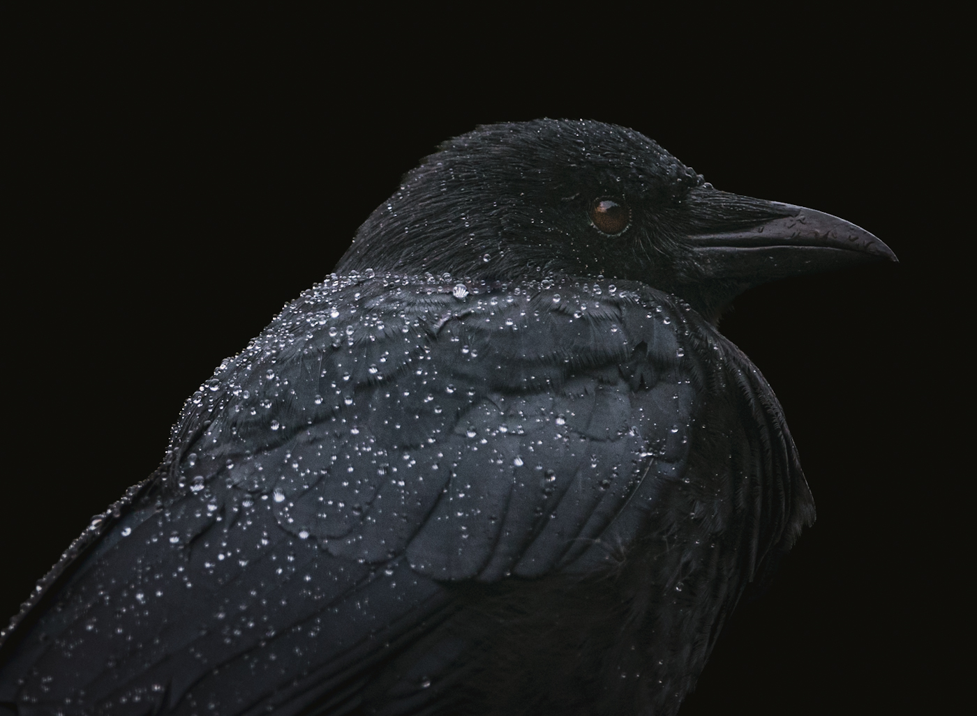 1a_129_179_INV_Bronze_Crow Cloak Of Raindrops And Feathers _Devorah ...